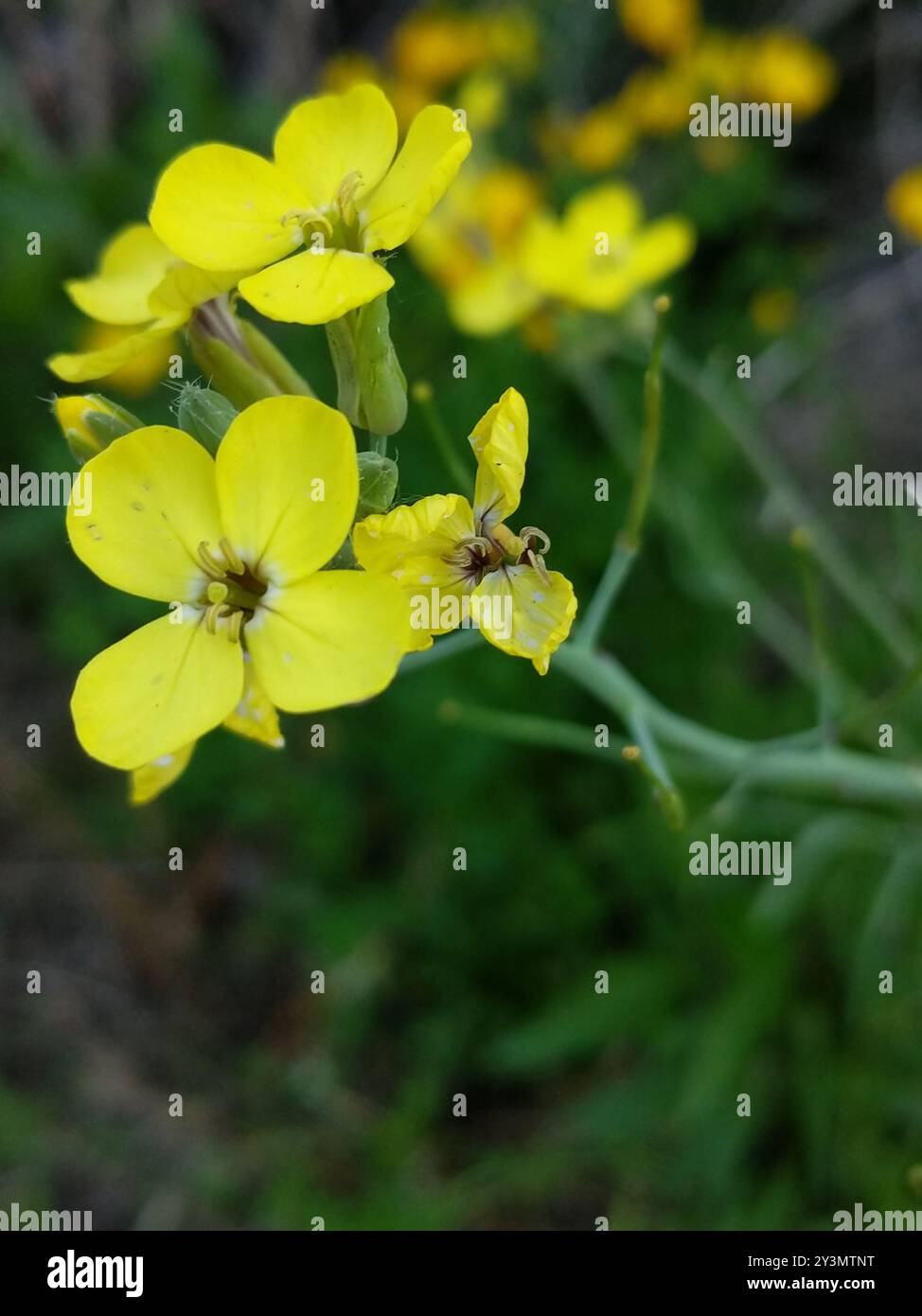 Isle of Man Cabbage (Coincya monensis) Plantae Stock Photo - Alamy
