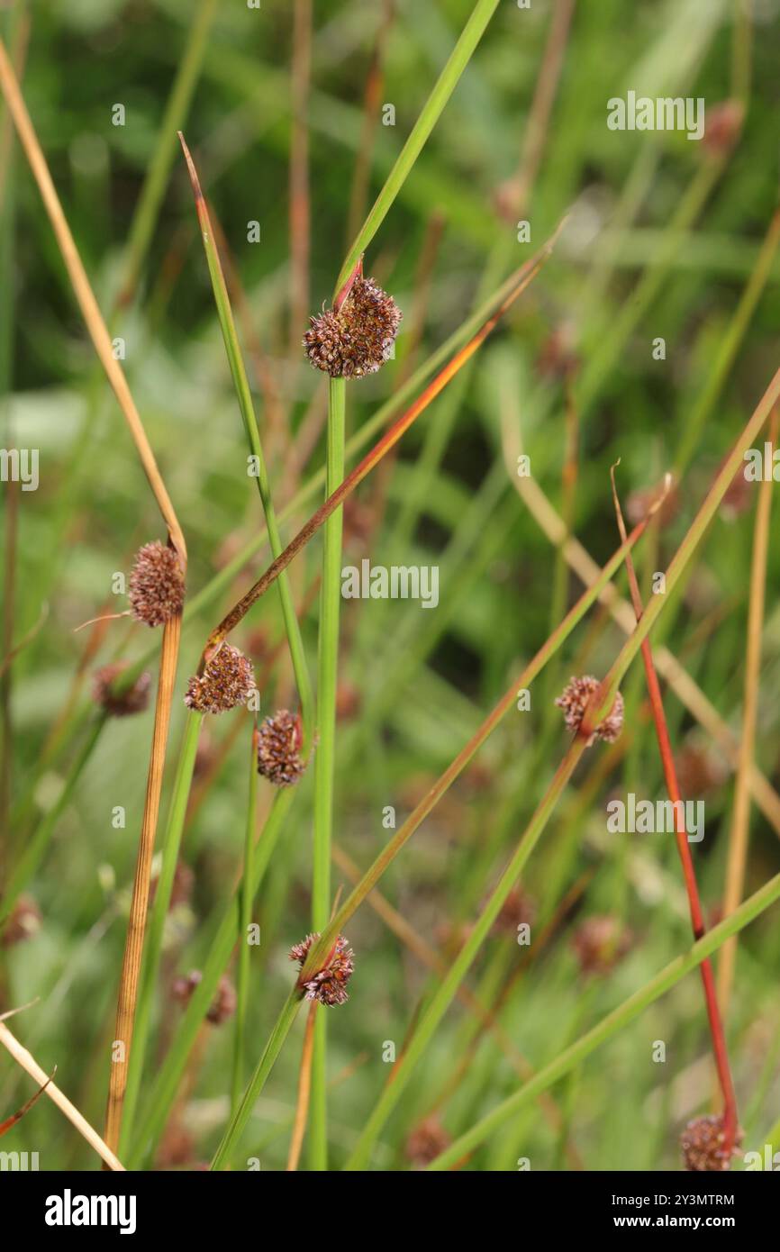 Compact rush juncus conglomeratus hi-res stock photography and images ...