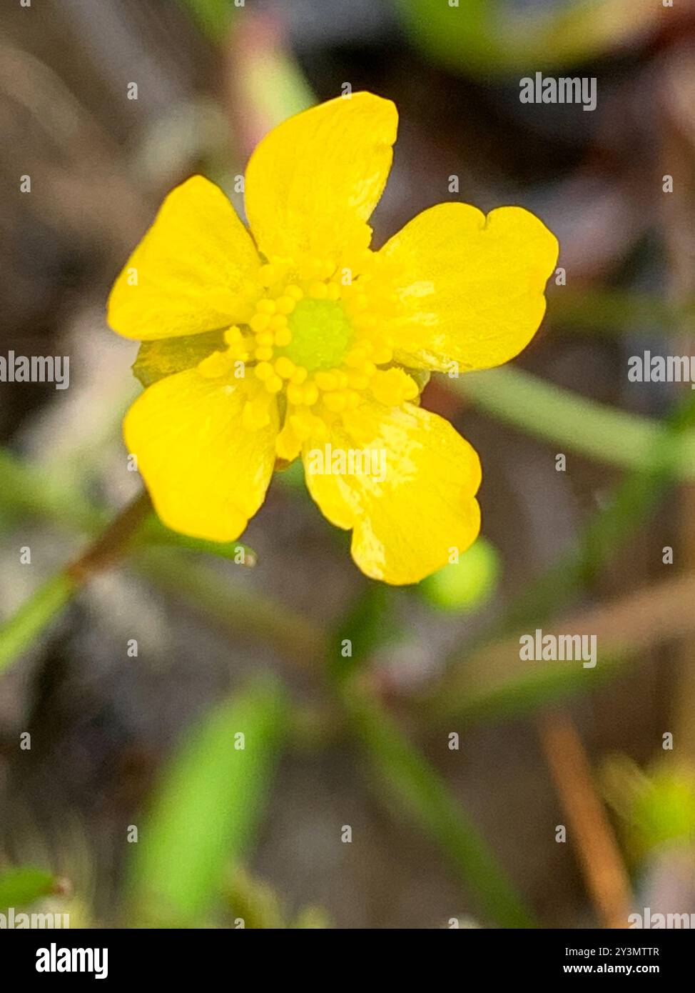 Lesser Spearwort (Ranunculus flammula) Plantae Stock Photo - Alamy