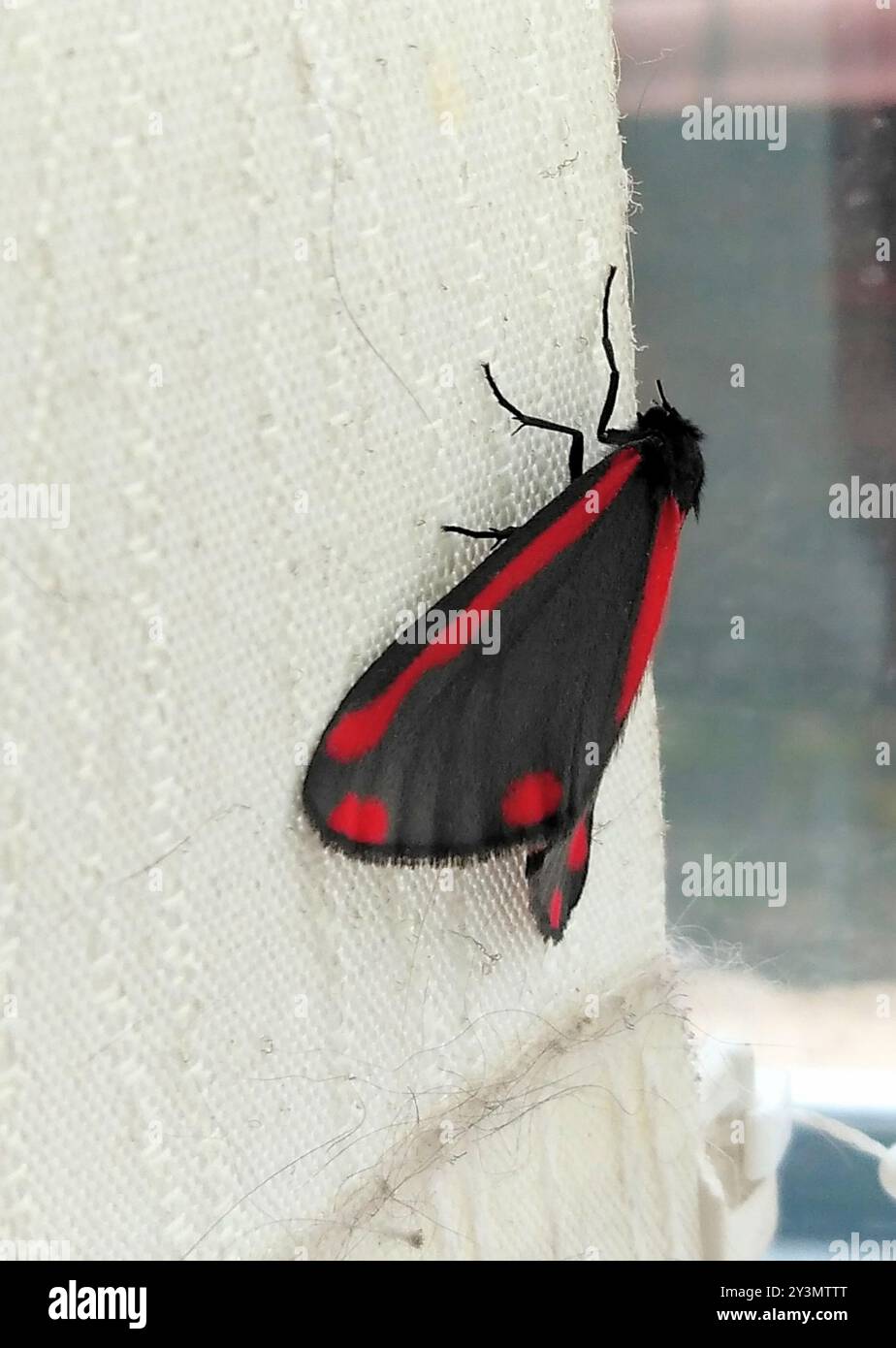 Cinnabar moth (Tyria jacobaeae) Insecta Stock Photo - Alamy
