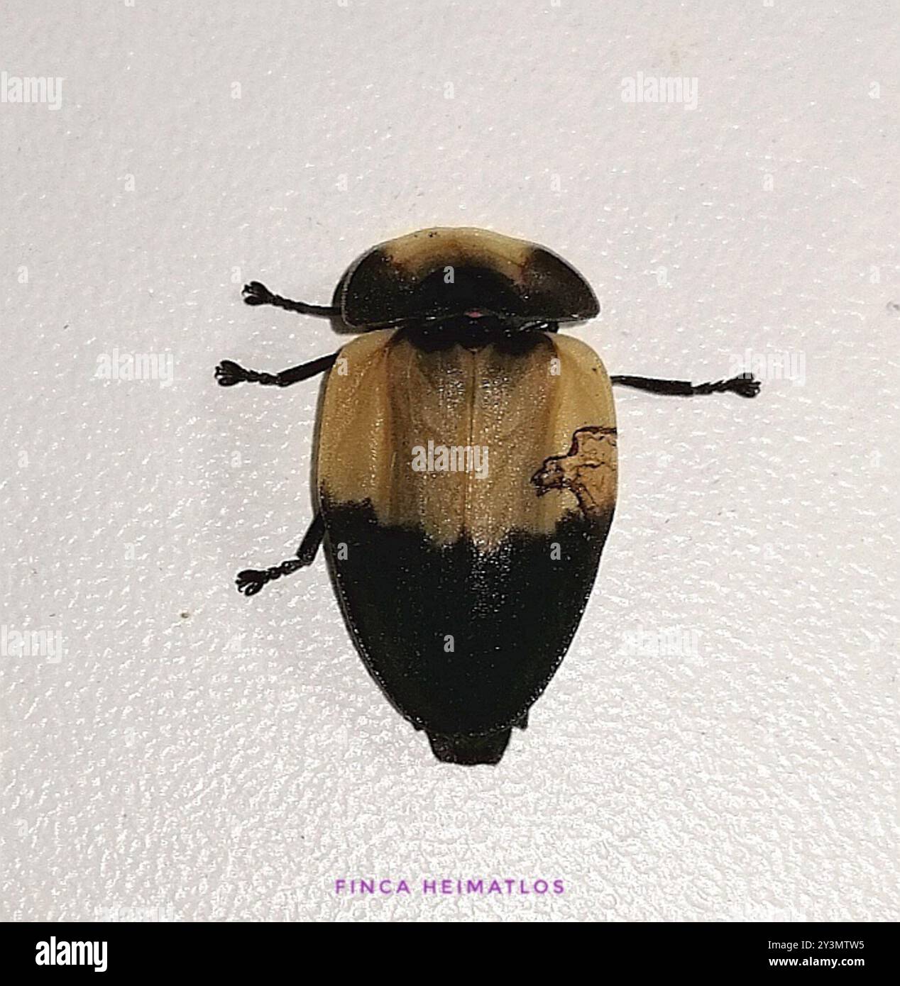 Fireflies (Lampyridae) Insecta Stock Photo - Alamy