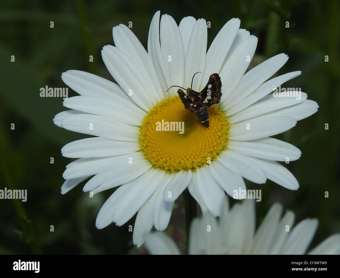 Spotted Thyris Moth (Thyris maculata) Insecta Stock Photo - Alamy