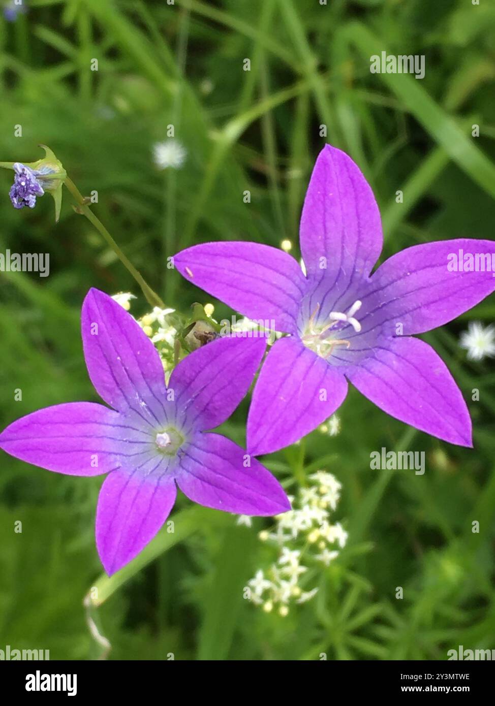 Spreading Bellflower (Campanula patula) Plantae Stock Photo - Alamy