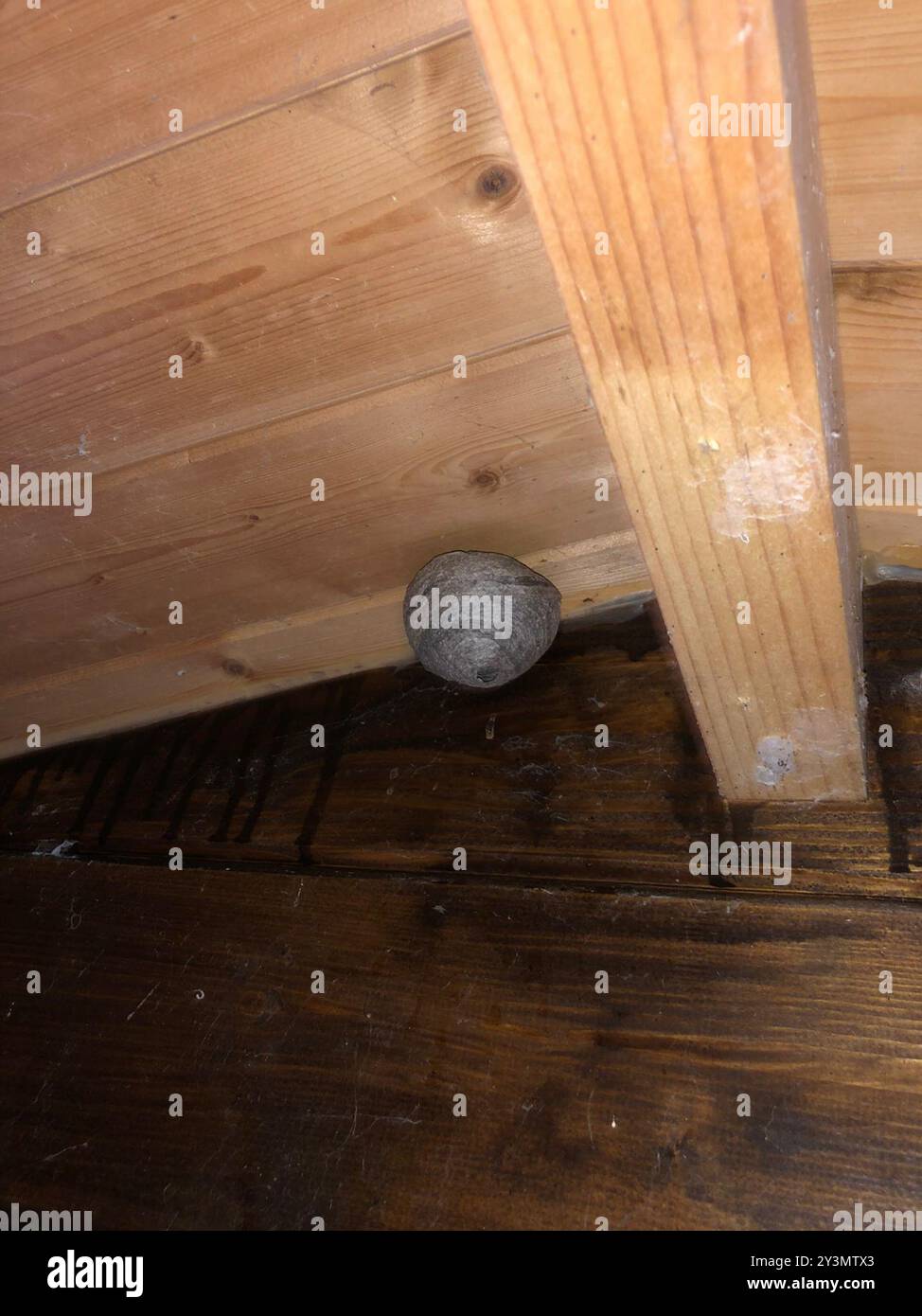 Hornets and Yellowjackets (Vespinae) Insecta Stock Photo - Alamy