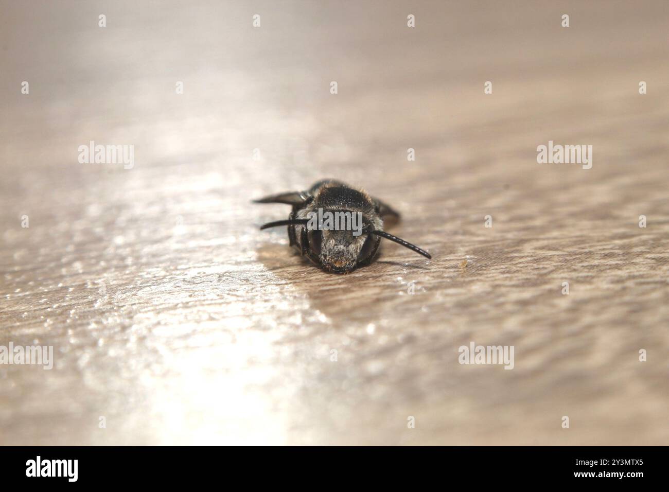 Shiny-vented Sharp-tail Bee (Coelioxys inermis) Insecta Stock Photo - Alamy