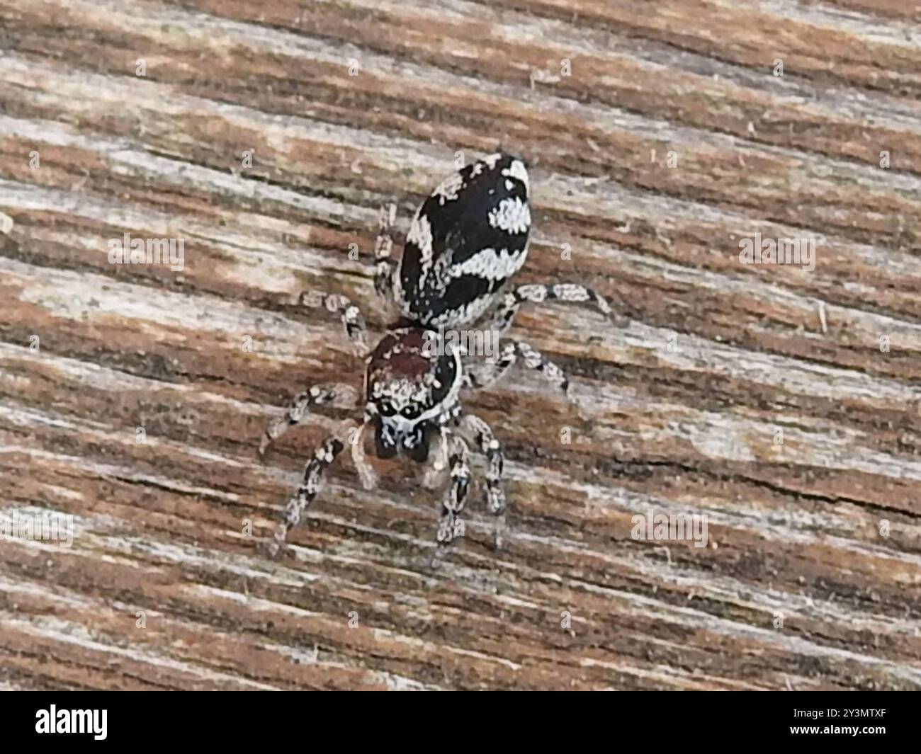 Zebra Jumping Spider (Salticus scenicus) Arachnida Stock Photo - Alamy