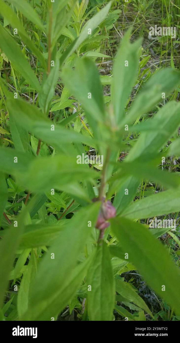 Goldenrod Gall Fly (Eurosta solidaginis) Insecta Stock Photo - Alamy