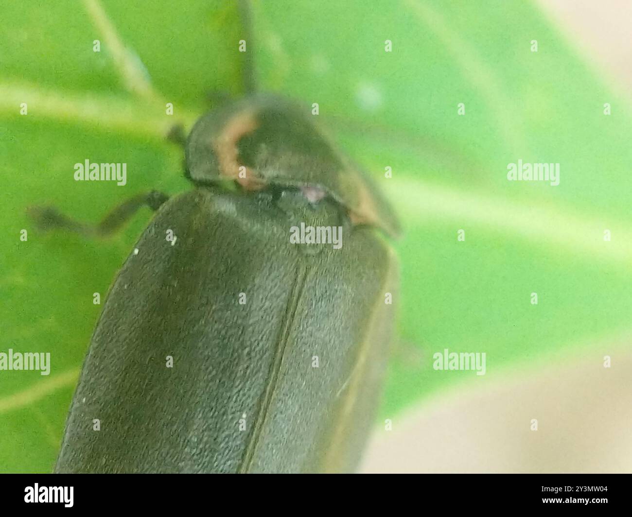 Winter Firefly (Ellychnia corrusca) Insecta Stock Photo - Alamy