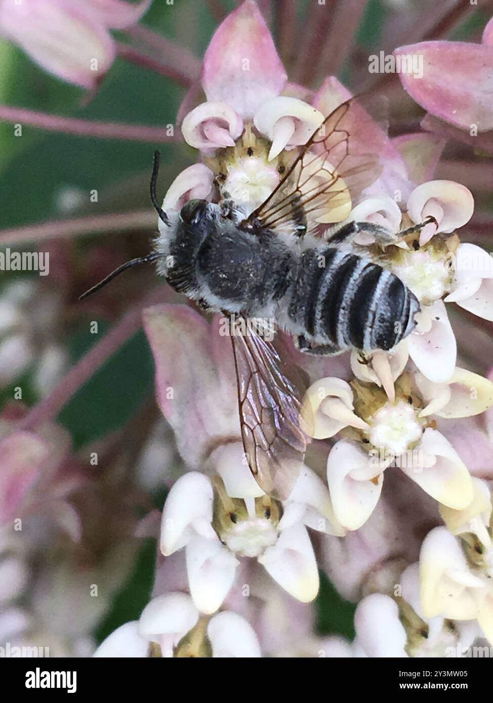 Texas Leafcutter Bee (Megachile texana) Insecta Stock Photo - Alamy