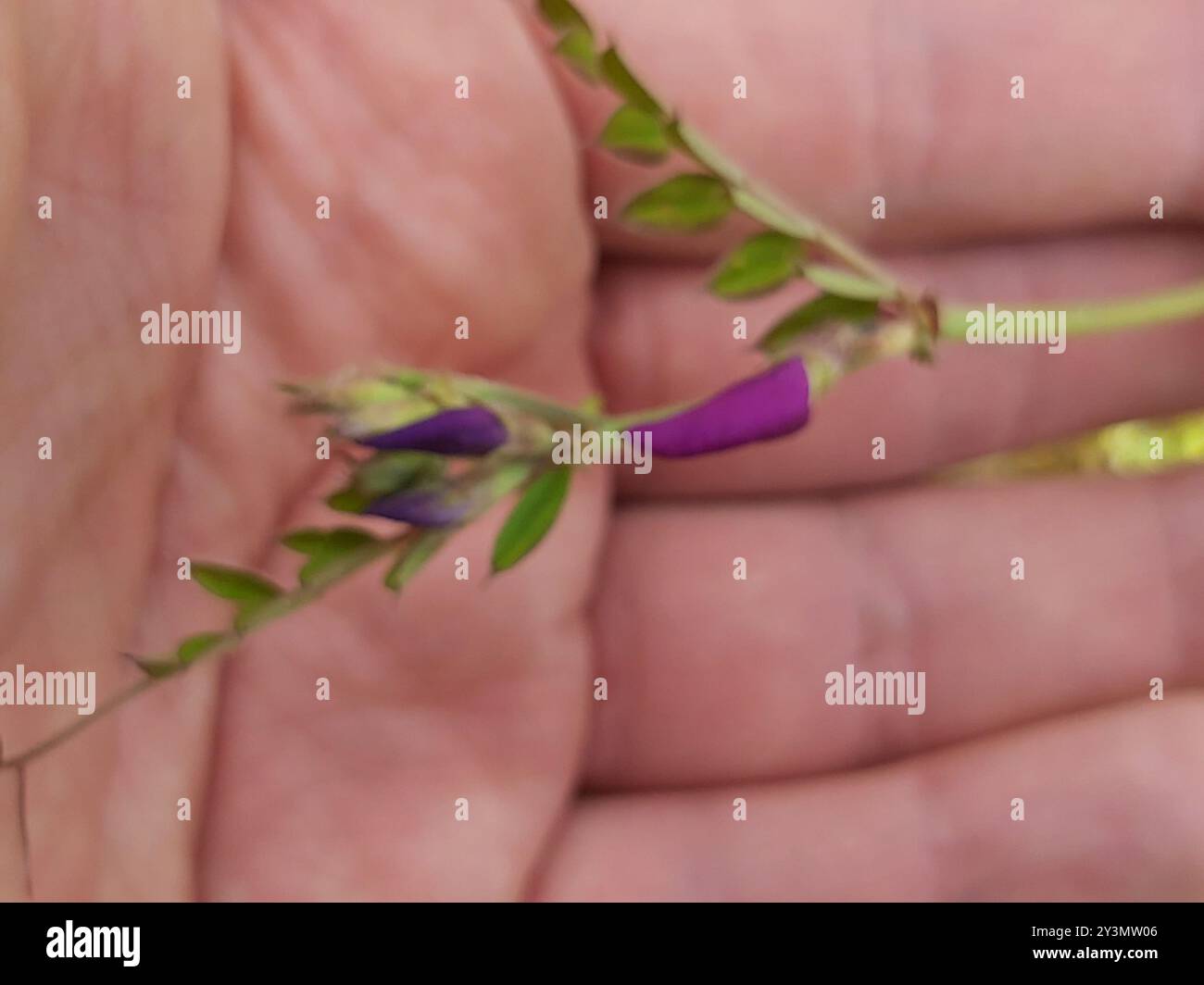 narrow-leaved vetch (Vicia sativa nigra) Plantae Stock Photo - Alamy