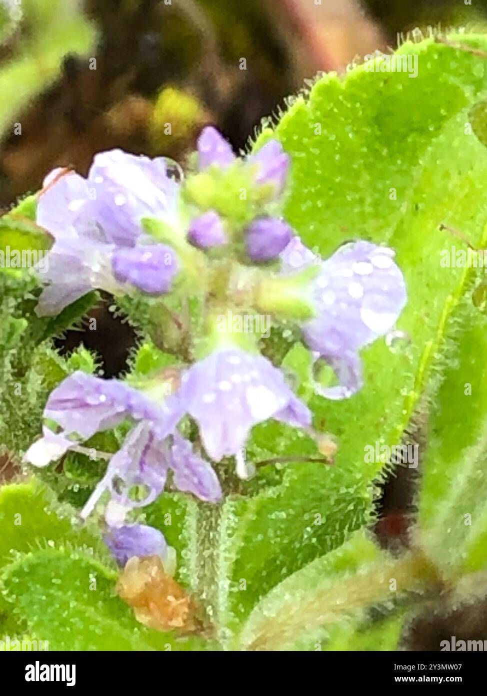 heath speedwell (Veronica officinalis) Plantae Stock Photo - Alamy