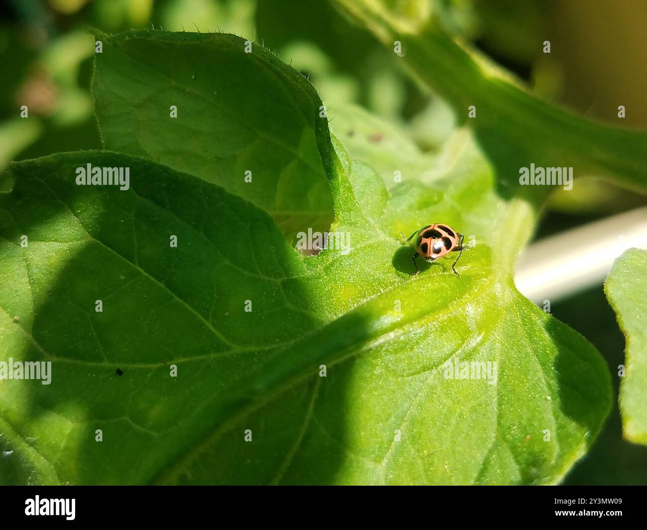 Spotted Pink Lady Beetle (Coleomegilla maculata) Insecta Stock Photo ...