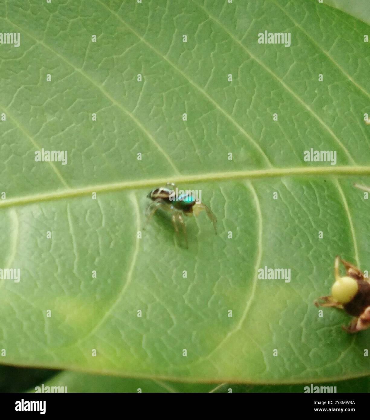 Iridescent Jumping Spiders (Cosmophasis) Arachnida Stock Photo - Alamy