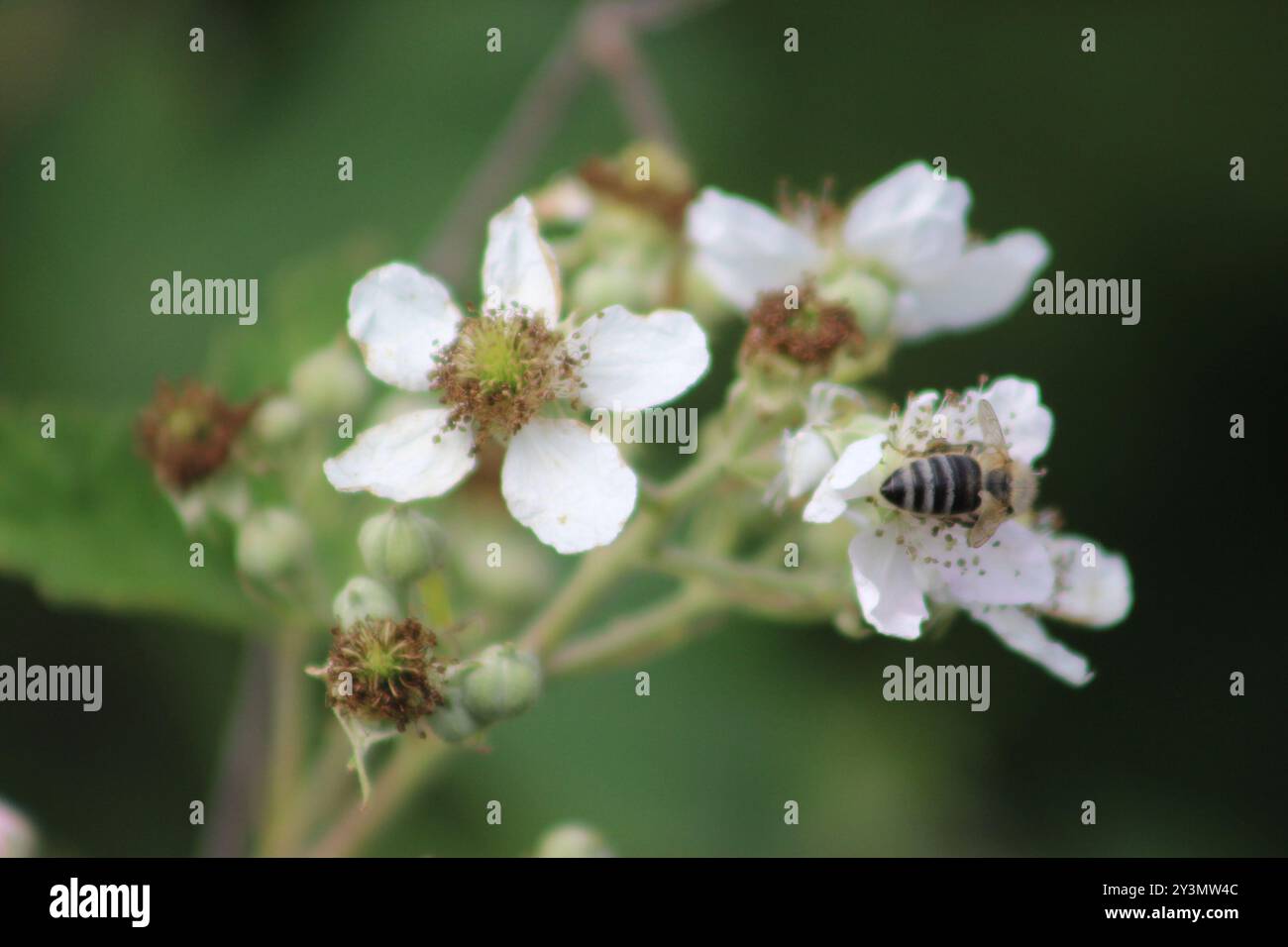 brambles (Rubus) Plantae Stock Photo - Alamy