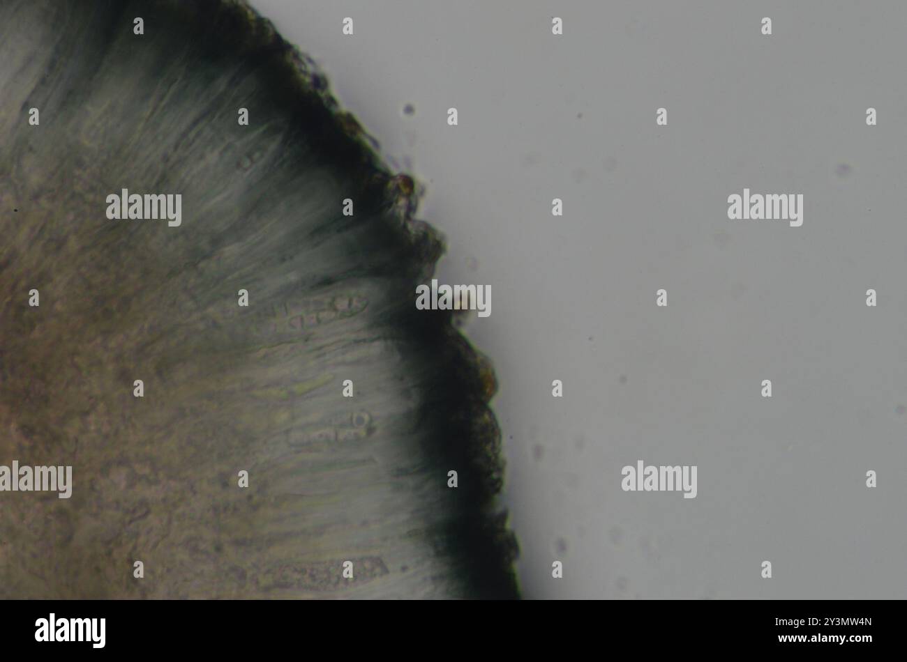 Shadow Dot Lichen (Micarea peliocarpa) Fungi Stock Photo - Alamy