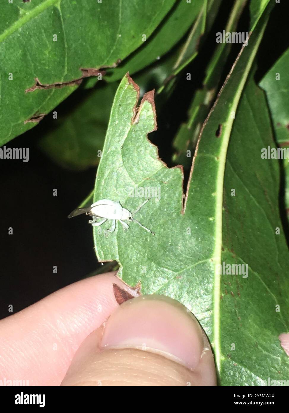 Sri Lanka Weevil (Myllocerus undecimpustulatus) Insecta Stock Photo - Alamy