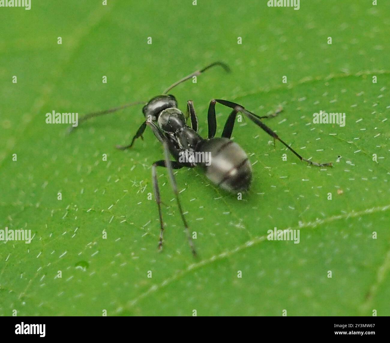 fusca-group Field Ants and Allies (Formica fusca) Insecta Stock Photo ...