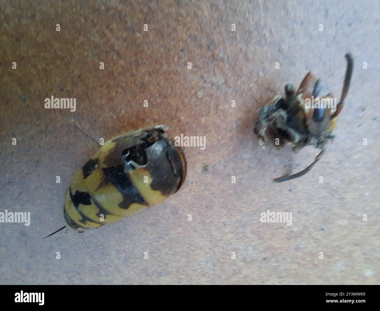 European Hornet (Vespa crabro) Insecta Stock Photo - Alamy