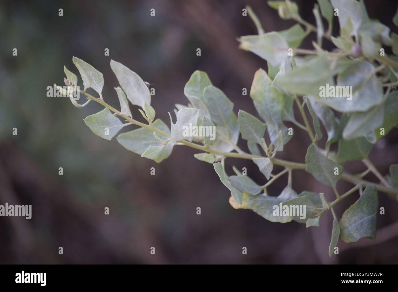 big saltbush (Atriplex lentiformis) Plantae Stock Photo - Alamy