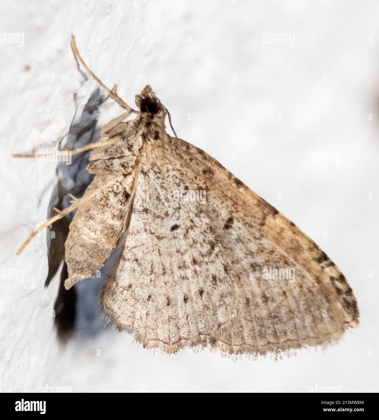 Bent-lined Carpet (Costaconvexa centrostrigaria) Insecta Stock Photo ...