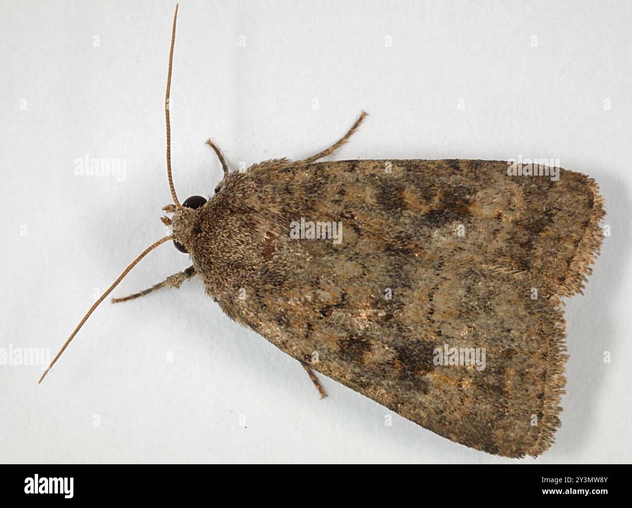 Mottled Rustic (Caradrina morpheus) Insecta Stock Photo - Alamy