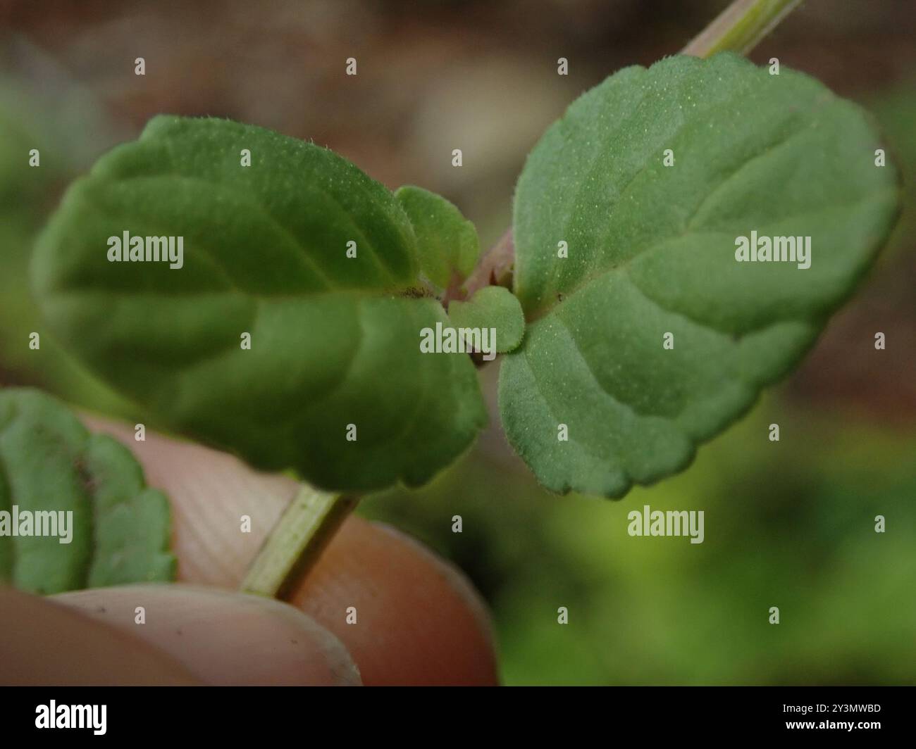 yerba buena (Clinopodium douglasii) Plantae Stock Photo - Alamy