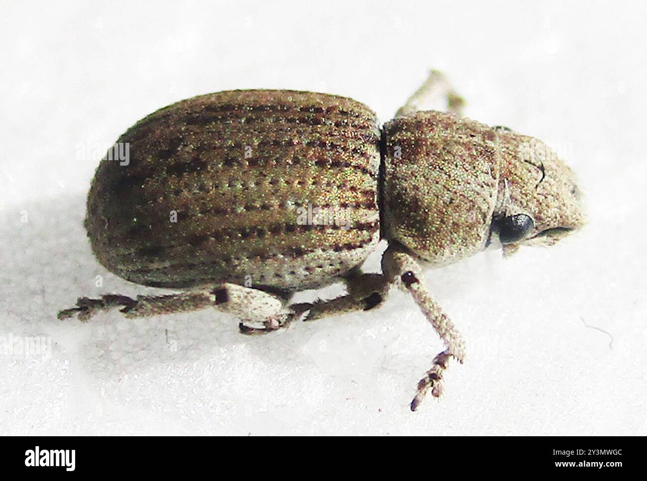 Ground Weevils (Protostrophus) Insecta Stock Photo - Alamy