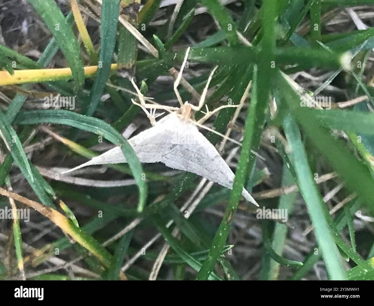 Litter Moths (Herminiinae) Insecta Stock Photo - Alamy