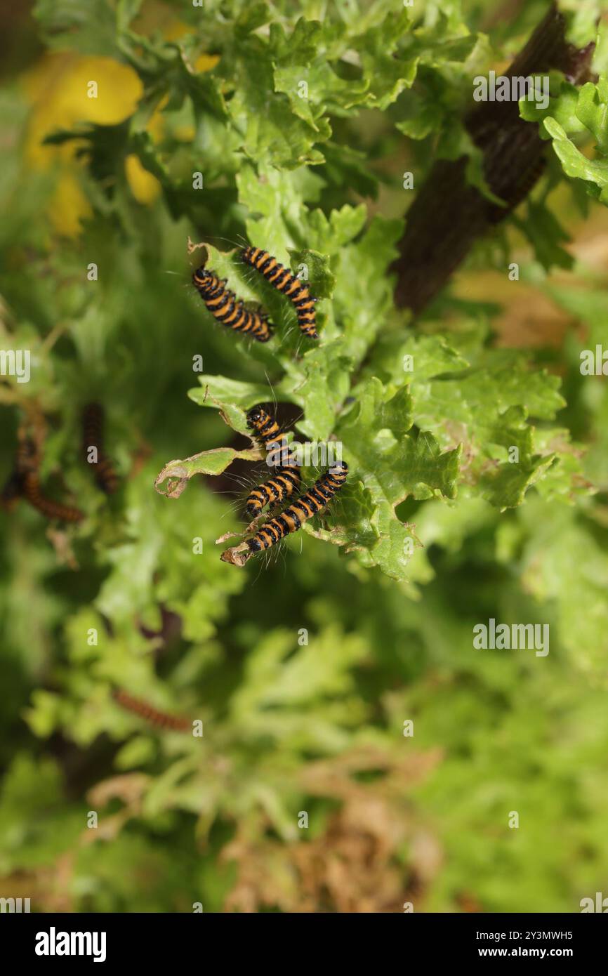 Cinnabar moth (Tyria jacobaeae) Insecta Stock Photo - Alamy
