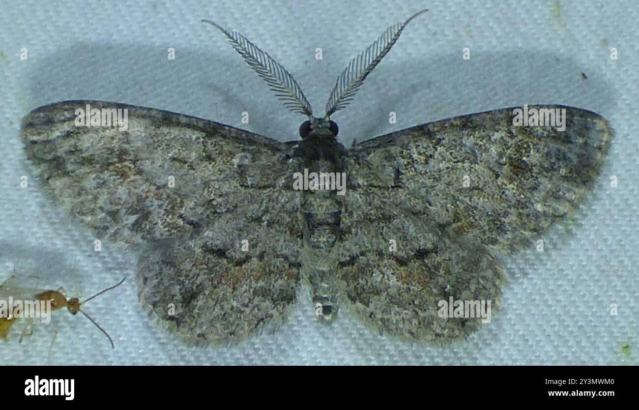 Texas Gray (Glenoides texanaria) Insecta Stock Photo - Alamy