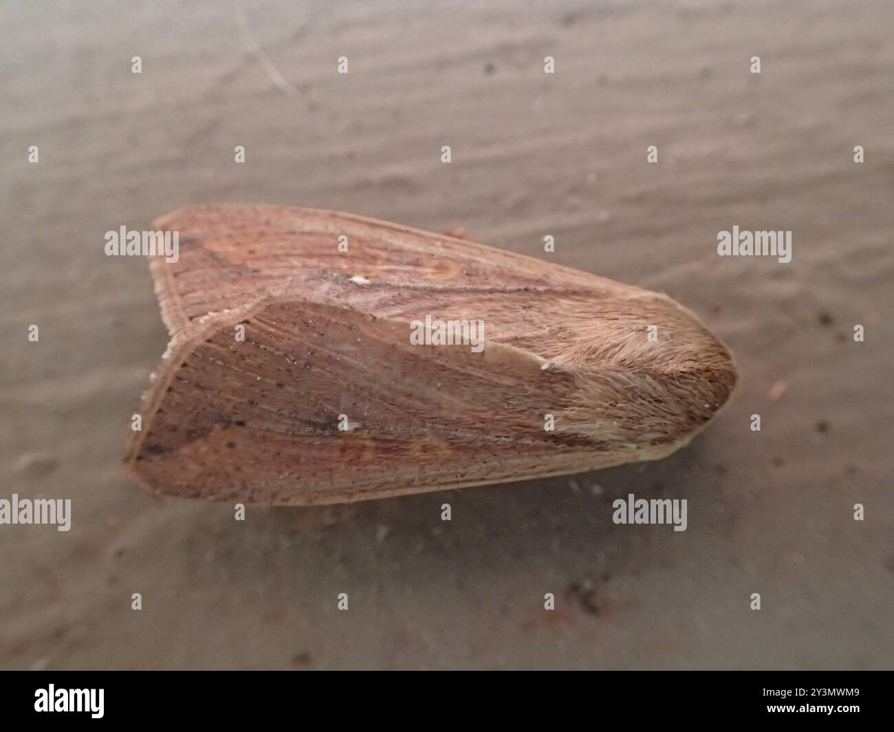 White-speck Moth (Mythimna unipuncta) Insecta Stock Photo - Alamy