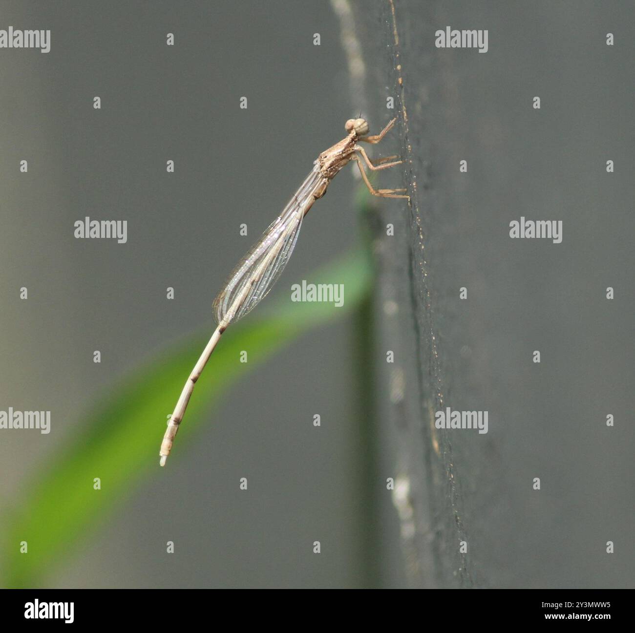 Copera vittata hi-res stock photography and images - Alamy