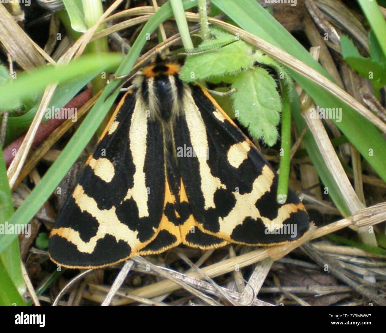 Wood Tiger (Arctia plantaginis) Insecta Stock Photo - Alamy