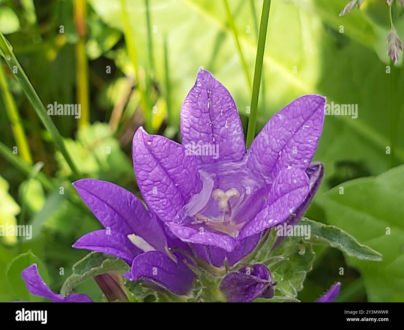 clustered bellflower (Campanula glomerata) Plantae Stock Photo - Alamy