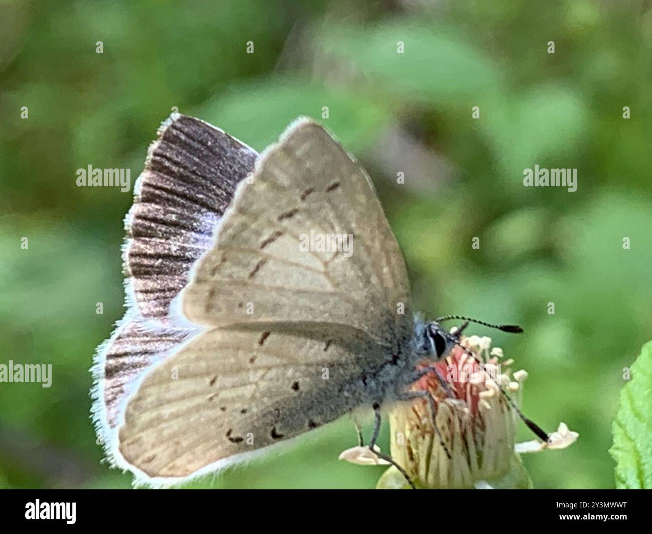 Echo Azure (Celastrina echo) Insecta Stock Photo - Alamy
