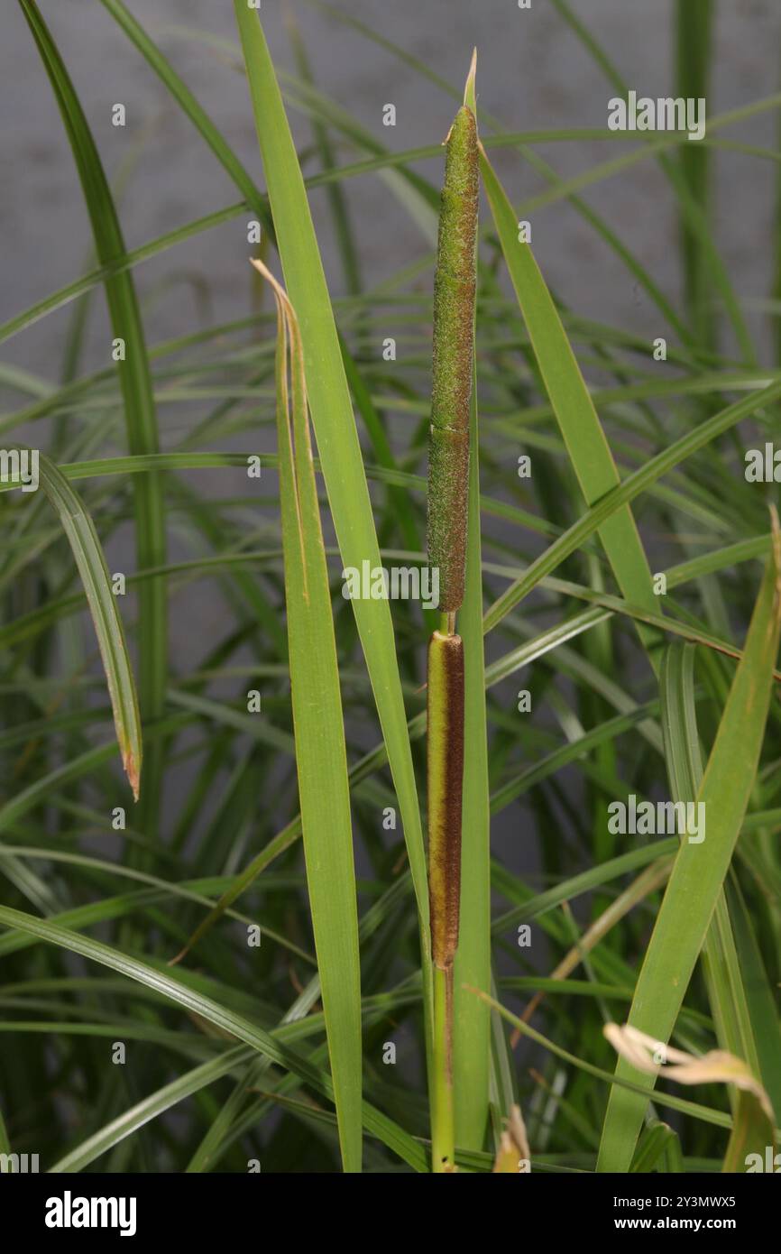narrow-leaved cattail (Typha angustifolia) Plantae Stock Photo - Alamy