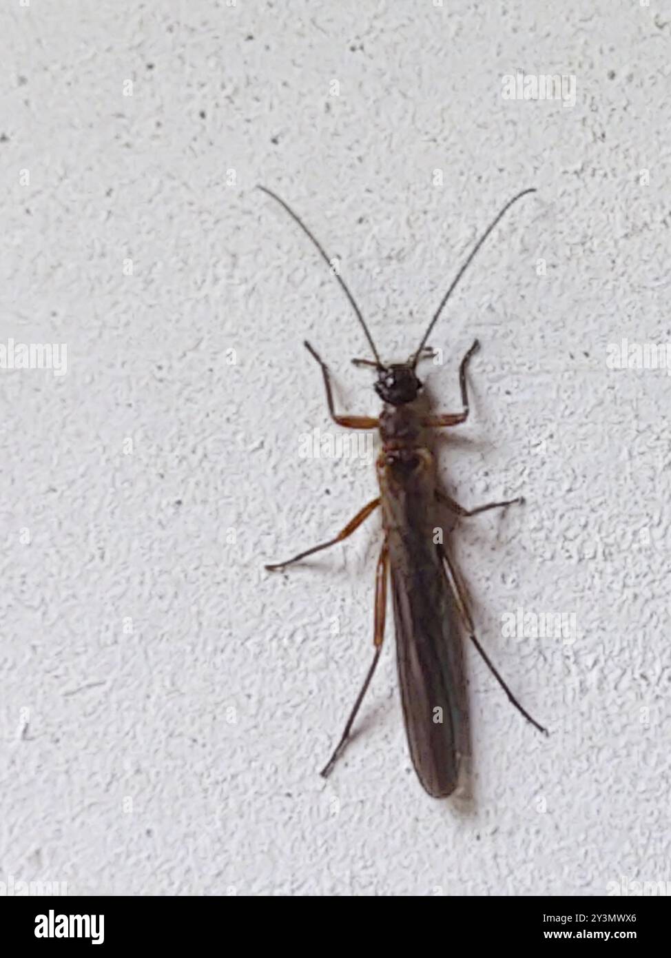 Rolled-winged Stoneflies (Leuctridae) Insecta Stock Photo - Alamy