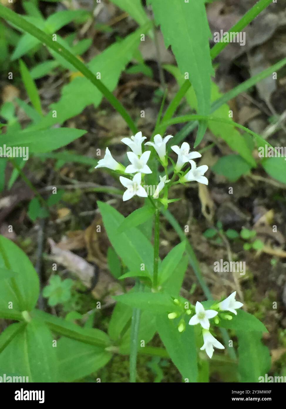 summer bluet (Houstonia purpurea) Plantae Stock Photo - Alamy