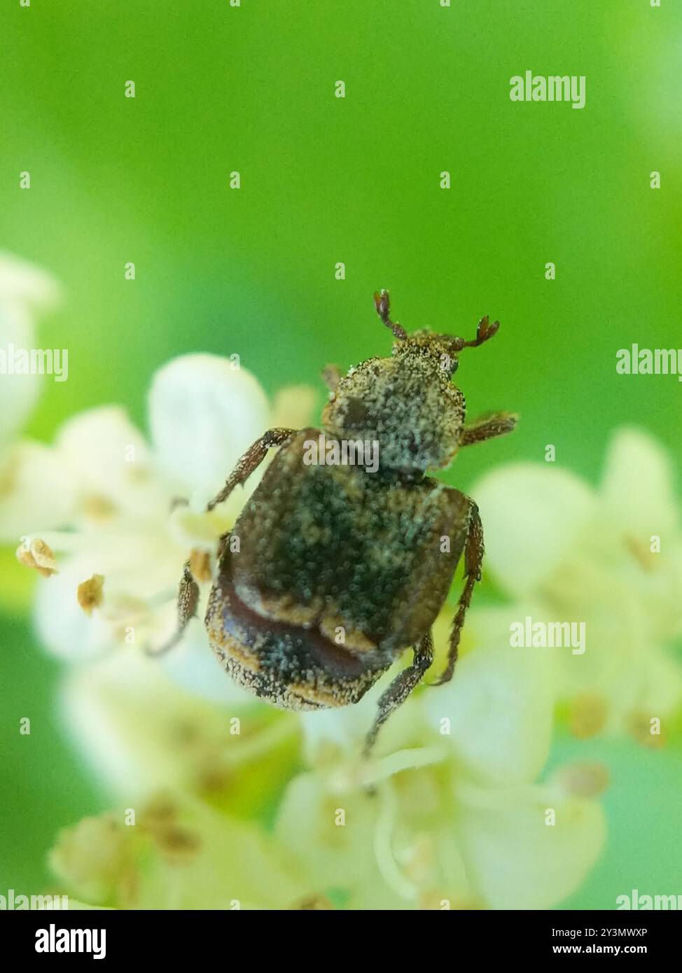 (Valgus canaliculatus) Insecta Stock Photo - Alamy