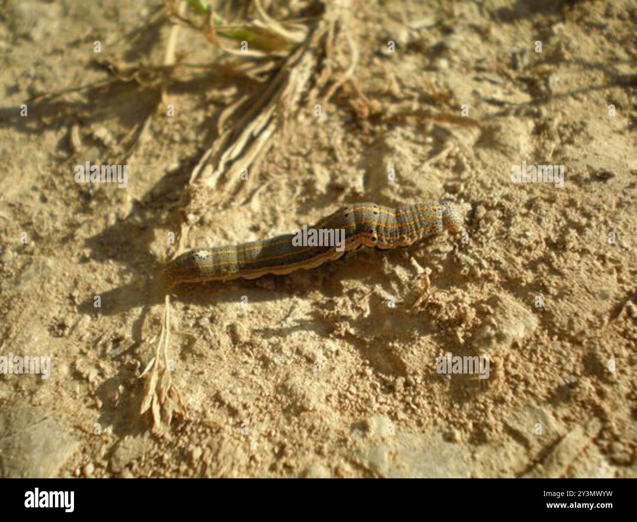The Sorcerer (Aedia leucomelas) Insecta Stock Photo - Alamy