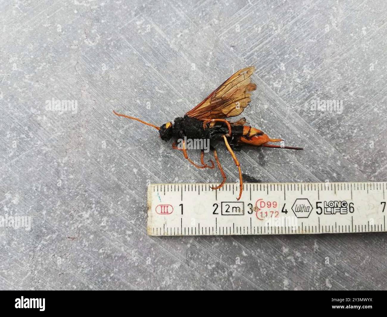 Giant Woodwasp (Urocerus gigas) Insecta Stock Photo - Alamy