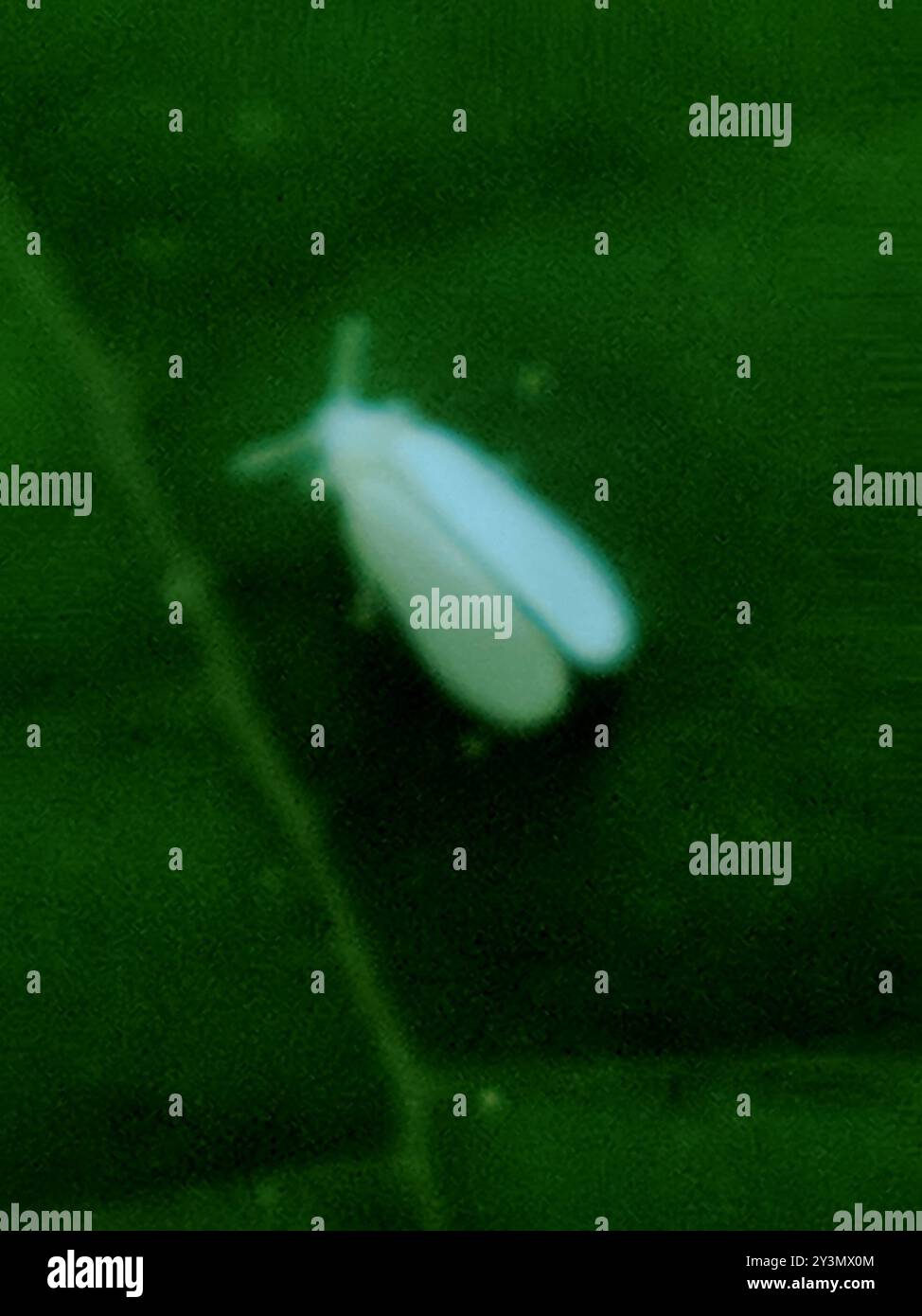 Whiteflies (Aleyrodidae) Insecta Stock Photo - Alamy