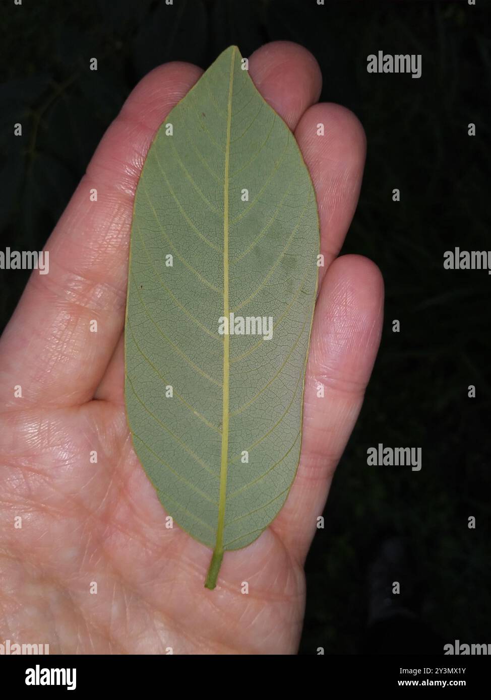Jamaican dogwood (Piscidia piscipula) Plantae Stock Photo - Alamy