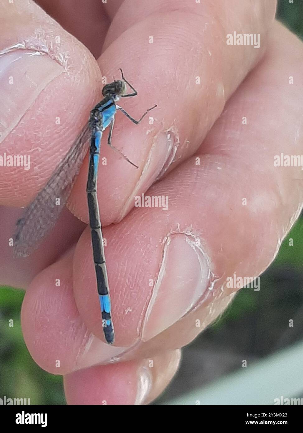 Azure Bluet (Enallagma aspersum) Insecta Stock Photo - Alamy