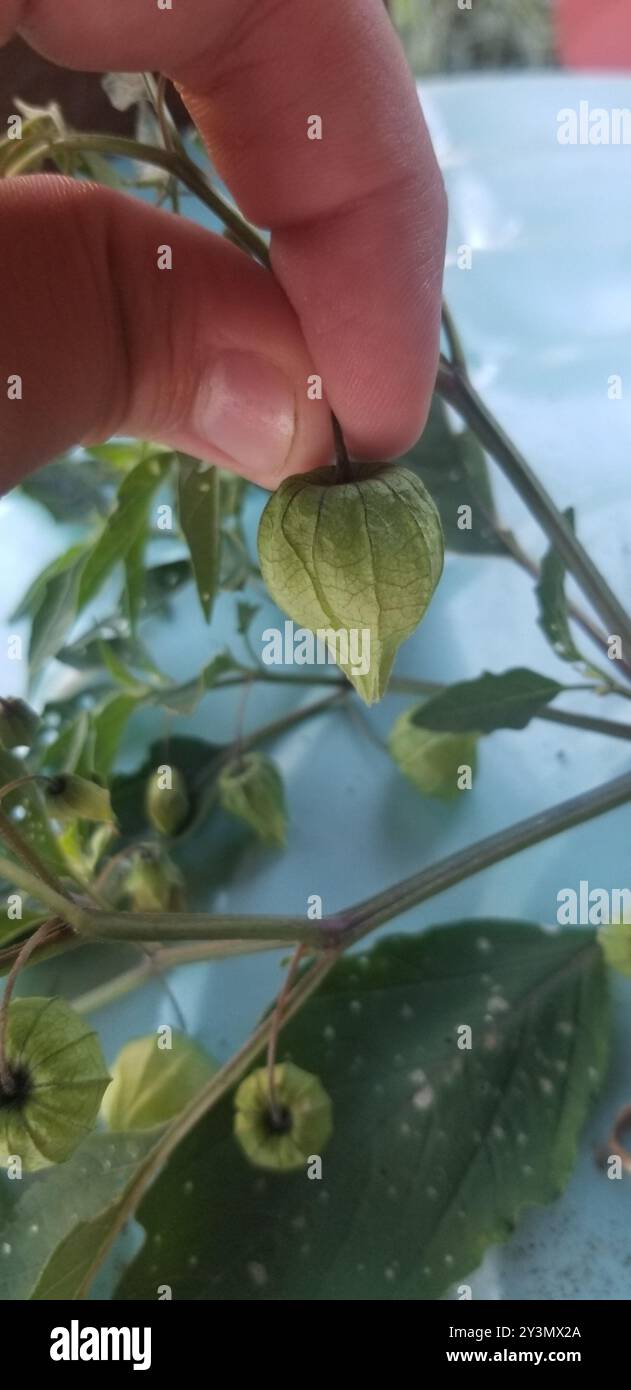 long-leaved groundcherry (Physalis longifolia) Plantae Stock Photo - Alamy