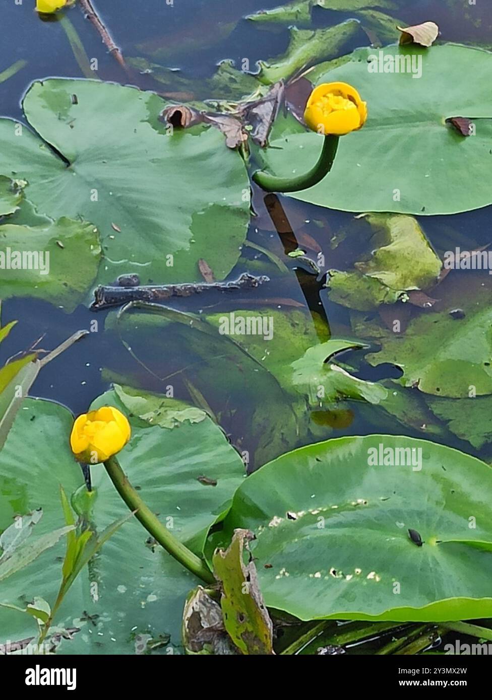 yellow water-lily (Nuphar lutea) Plantae Stock Photo - Alamy