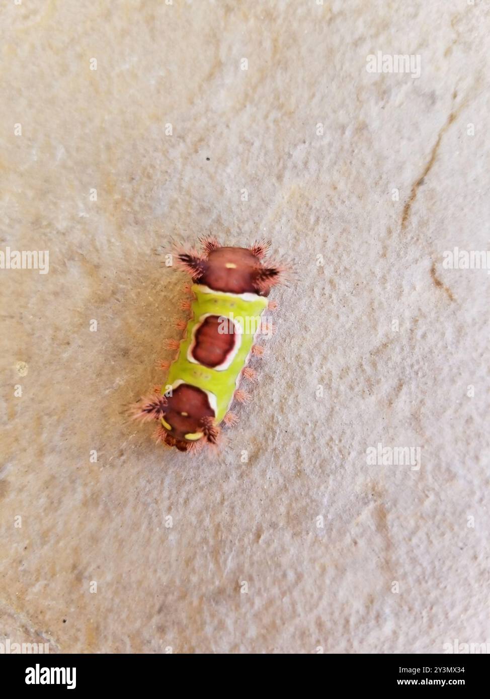 Saddleback Caterpillar Moth (Acharia stimulea) Insecta Stock Photo - Alamy