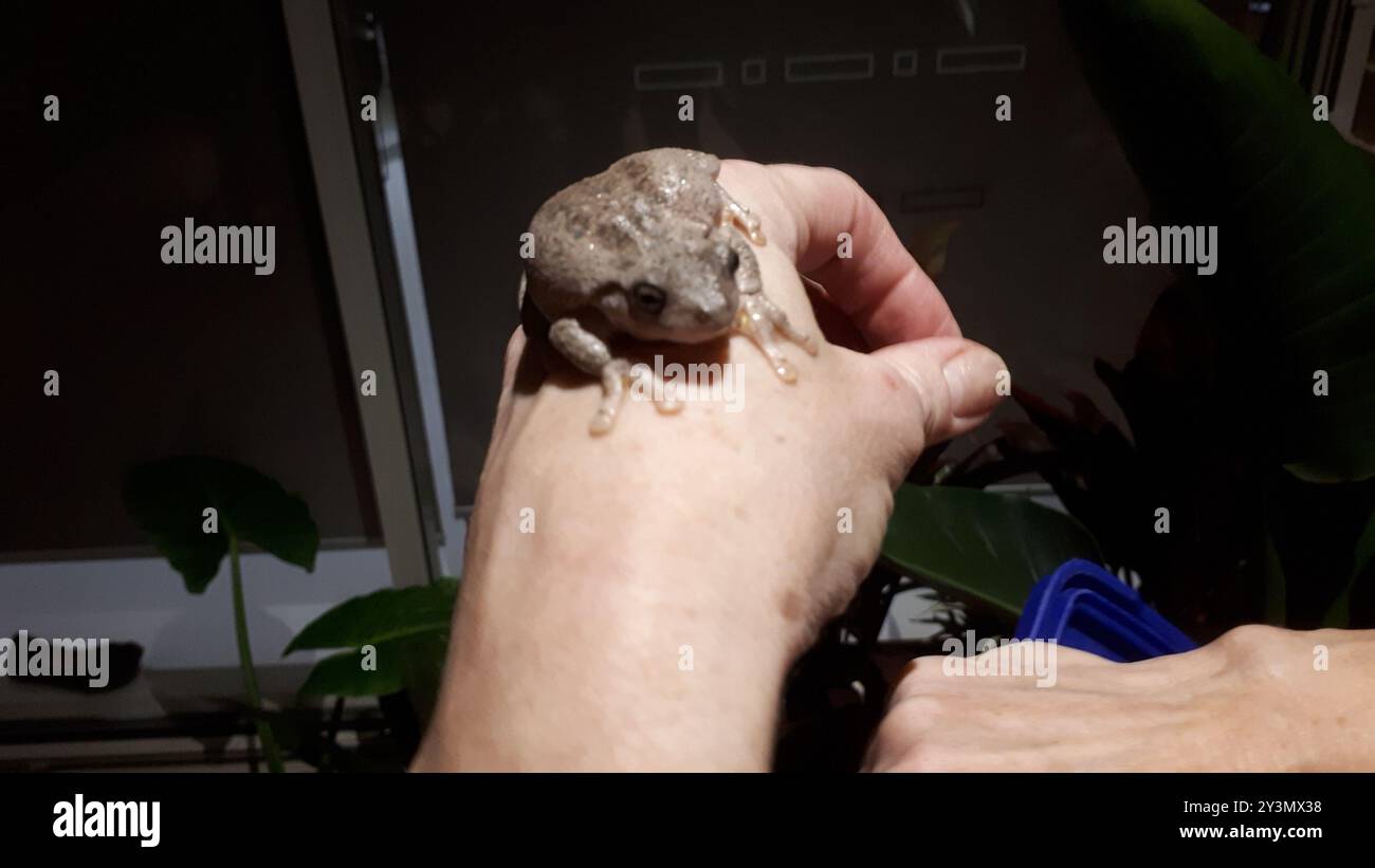 Peron's Laughing Tree Frog (Litoria peronii) Amphibia Stock Photo - Alamy