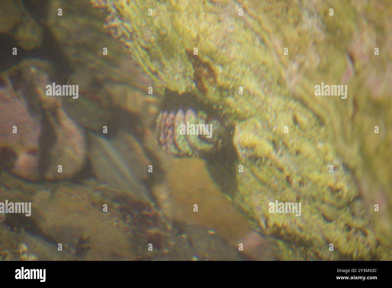 Chitons (Polyplacophora) Mollusca Stock Photo - Alamy