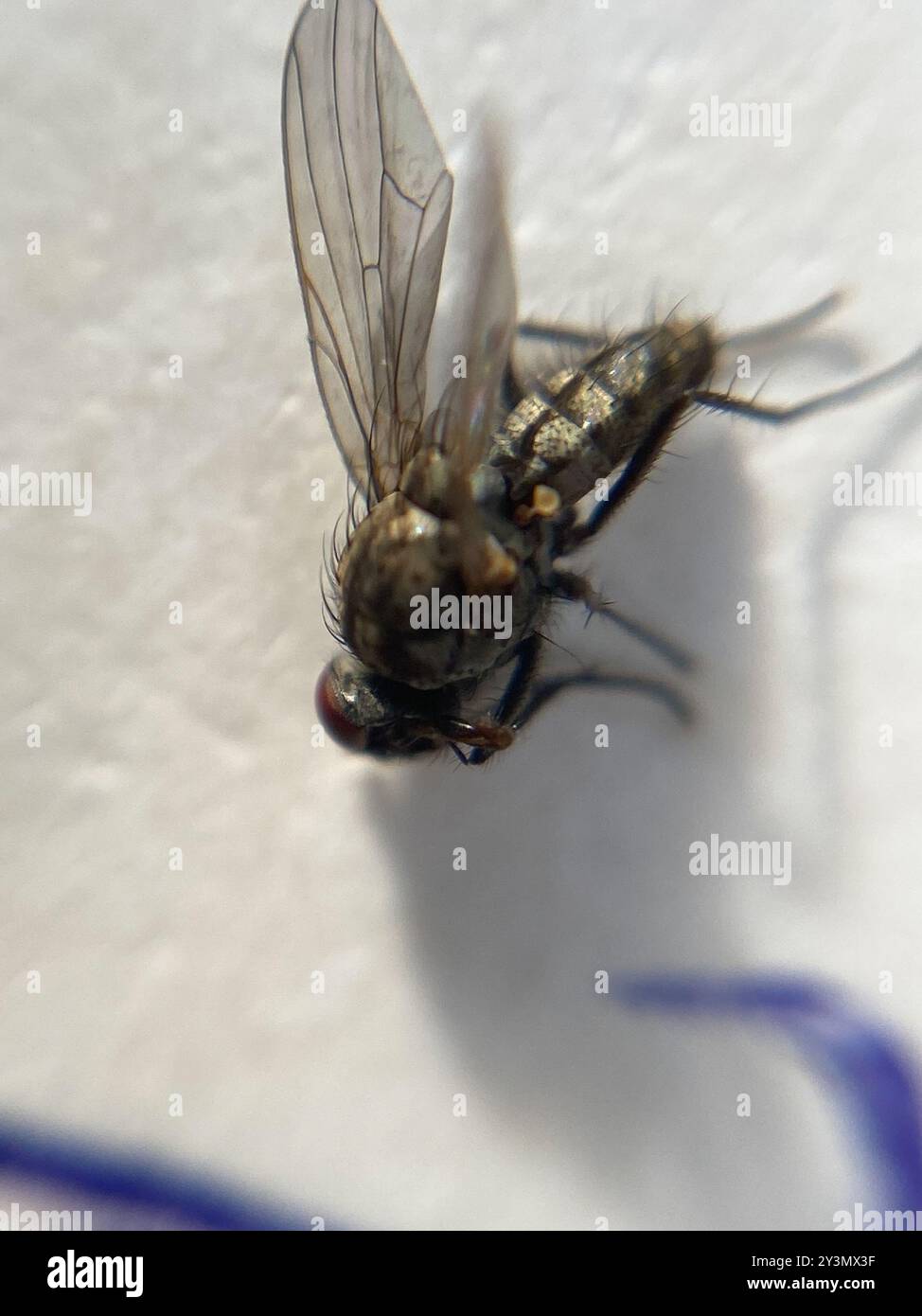 Black Flies (Simuliidae) Insecta Stock Photo - Alamy